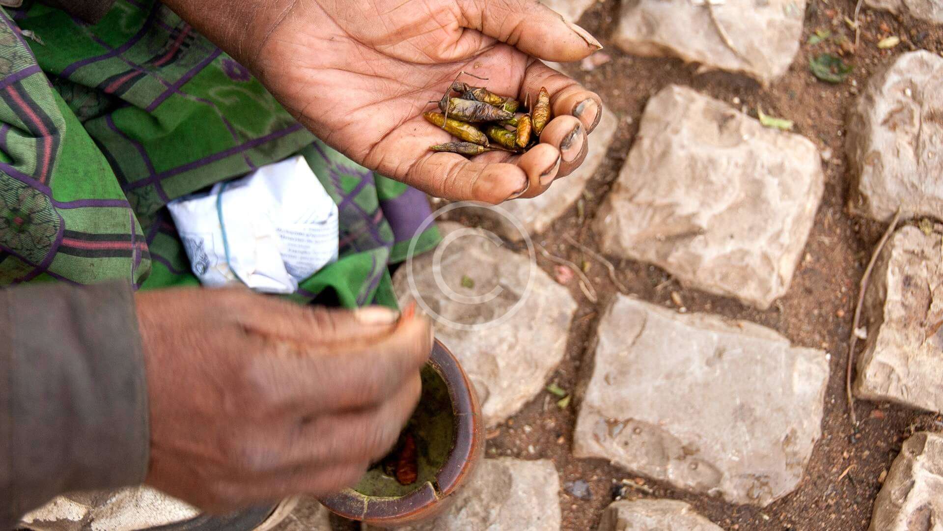 Sustainable Food – CSR Activities